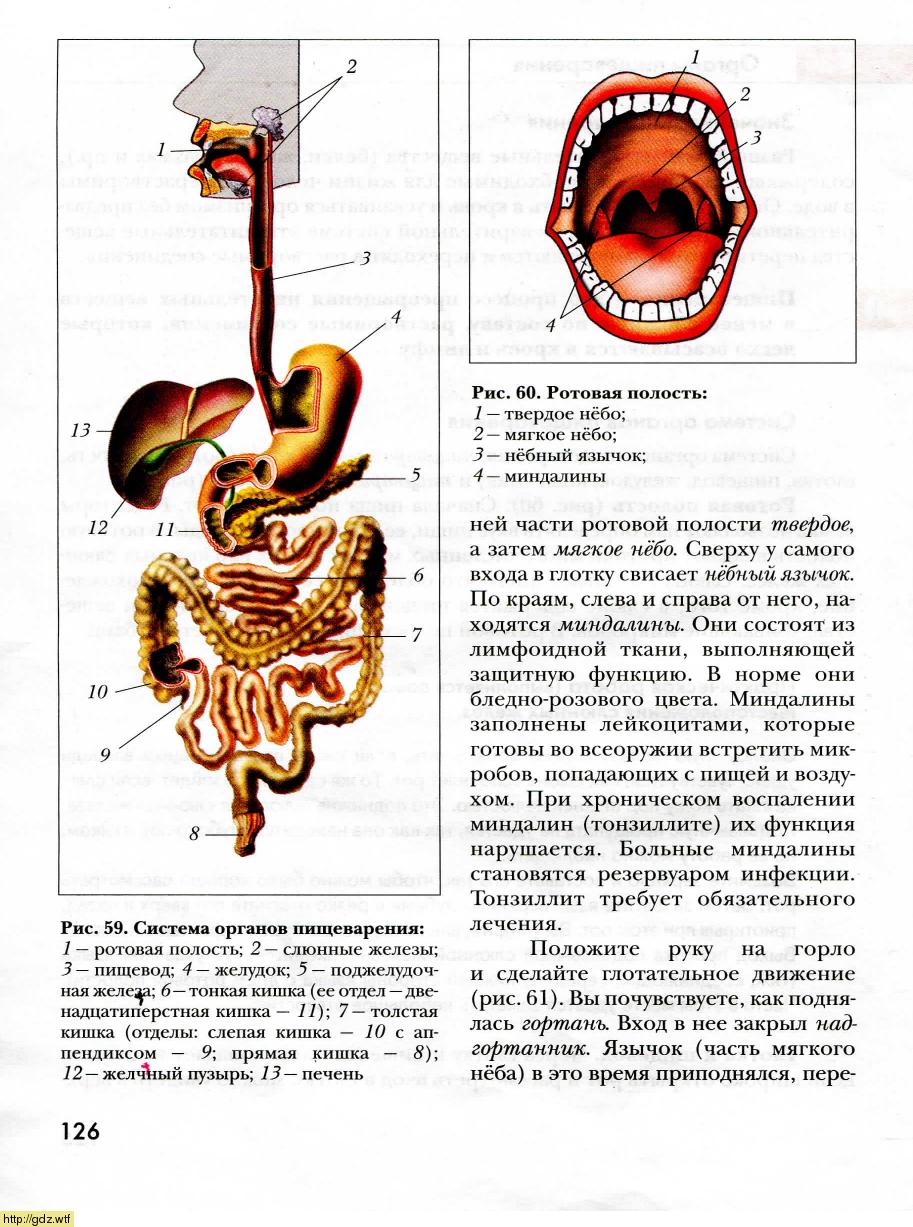 Биология за 8-ой класс - А.Г. Драгомилов, Р.Д. Маш. Биология 8-ой класс ...