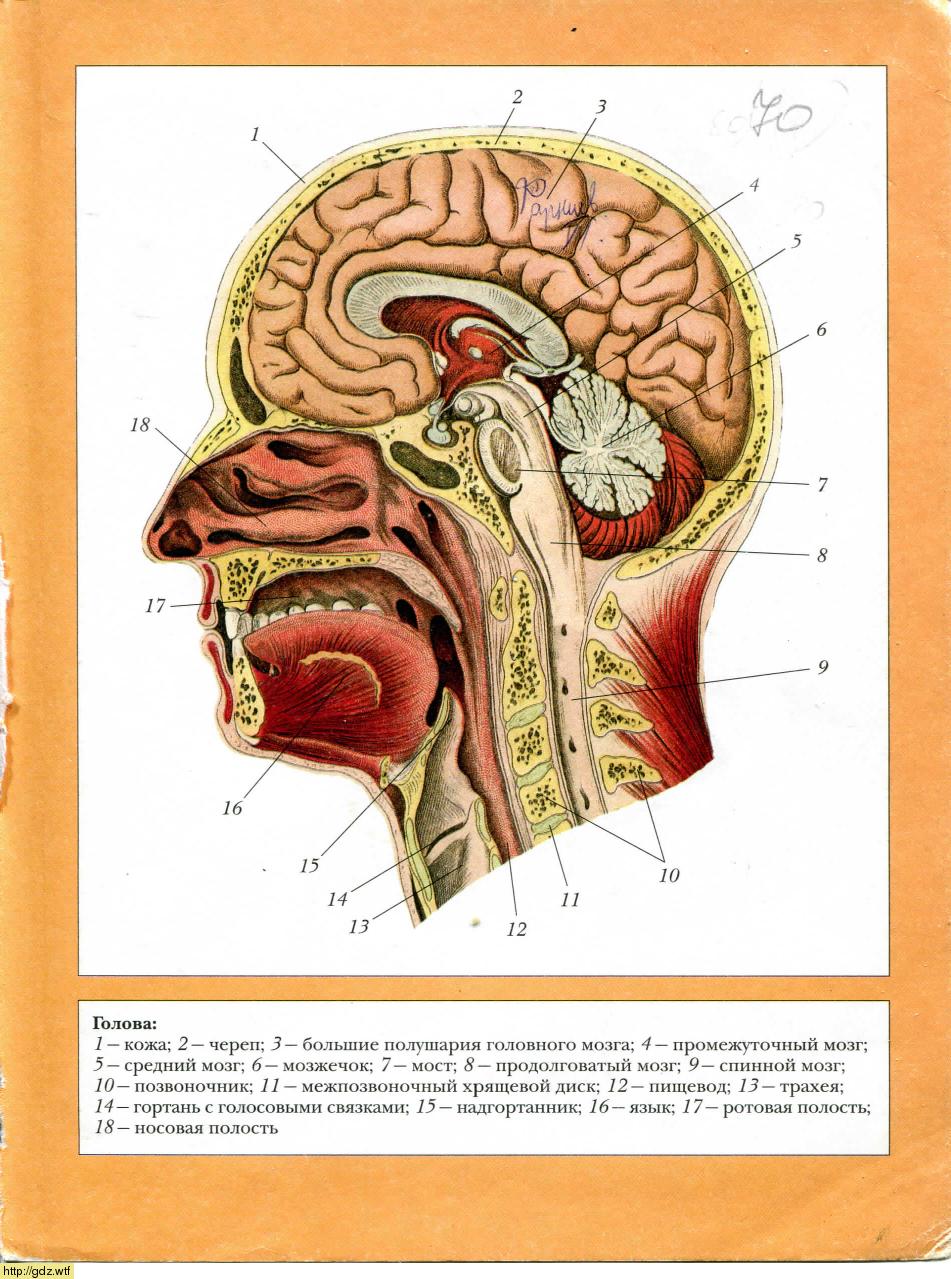 Биология за 8-ой класс - А.Г. Драгомилов, Р.Д. Маш. Биология 8-ой класс ...