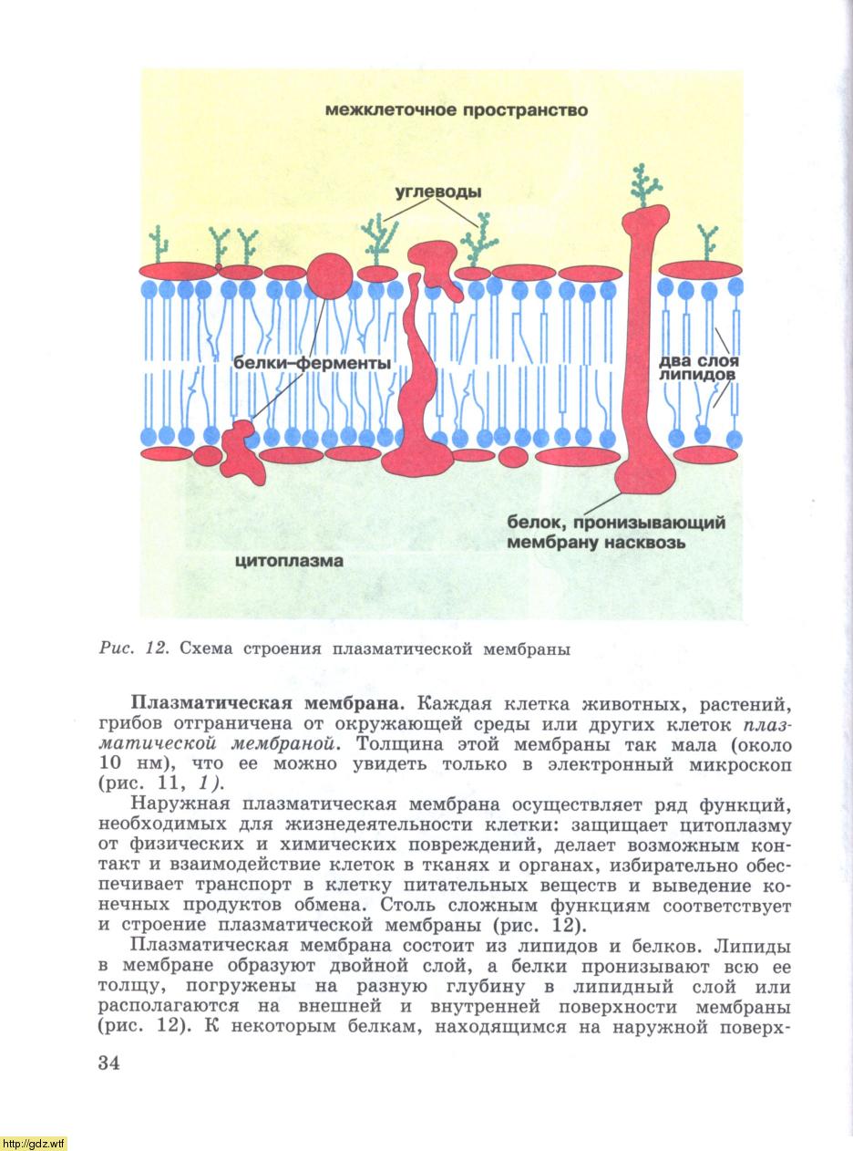 Биология за 10-ый класс - Д.К.Беляев, П. М. Бородин. Биология. Общая ...