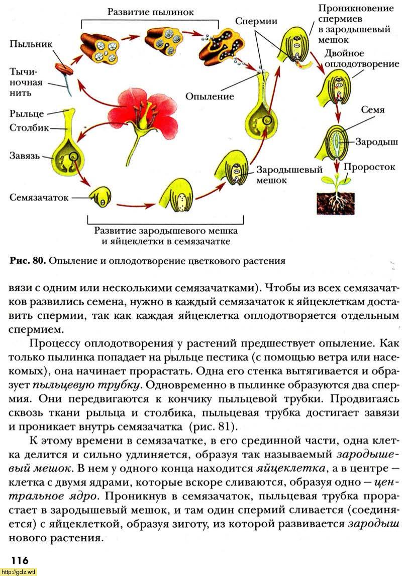 Биология за 6-ой класс - И.Н.Пономарева, О.А.Корнилова. Биология 6-ой ...