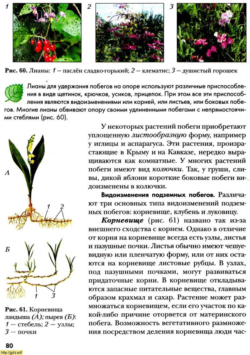 Биология за 6-ой класс - И.Н.Пономарева, О.А.Корнилова. Биология 6-ой ...